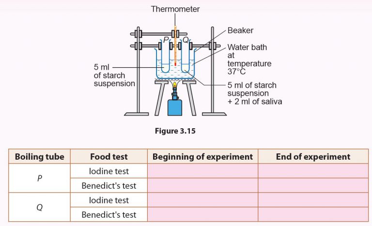 Activity 3.7 - Science Form 2 Chapter 3 - Science Form 1, 2 & 3